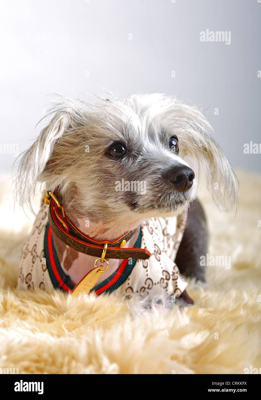 Domestic chinese crested powderpuff hi-res stock photography and images ...