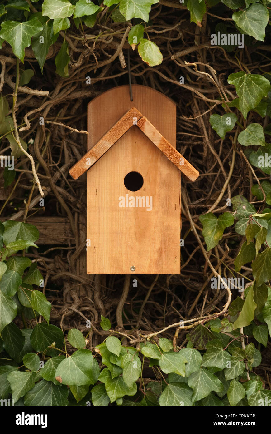 Hedera helix ivy hi-res stock photography and images - Alamy