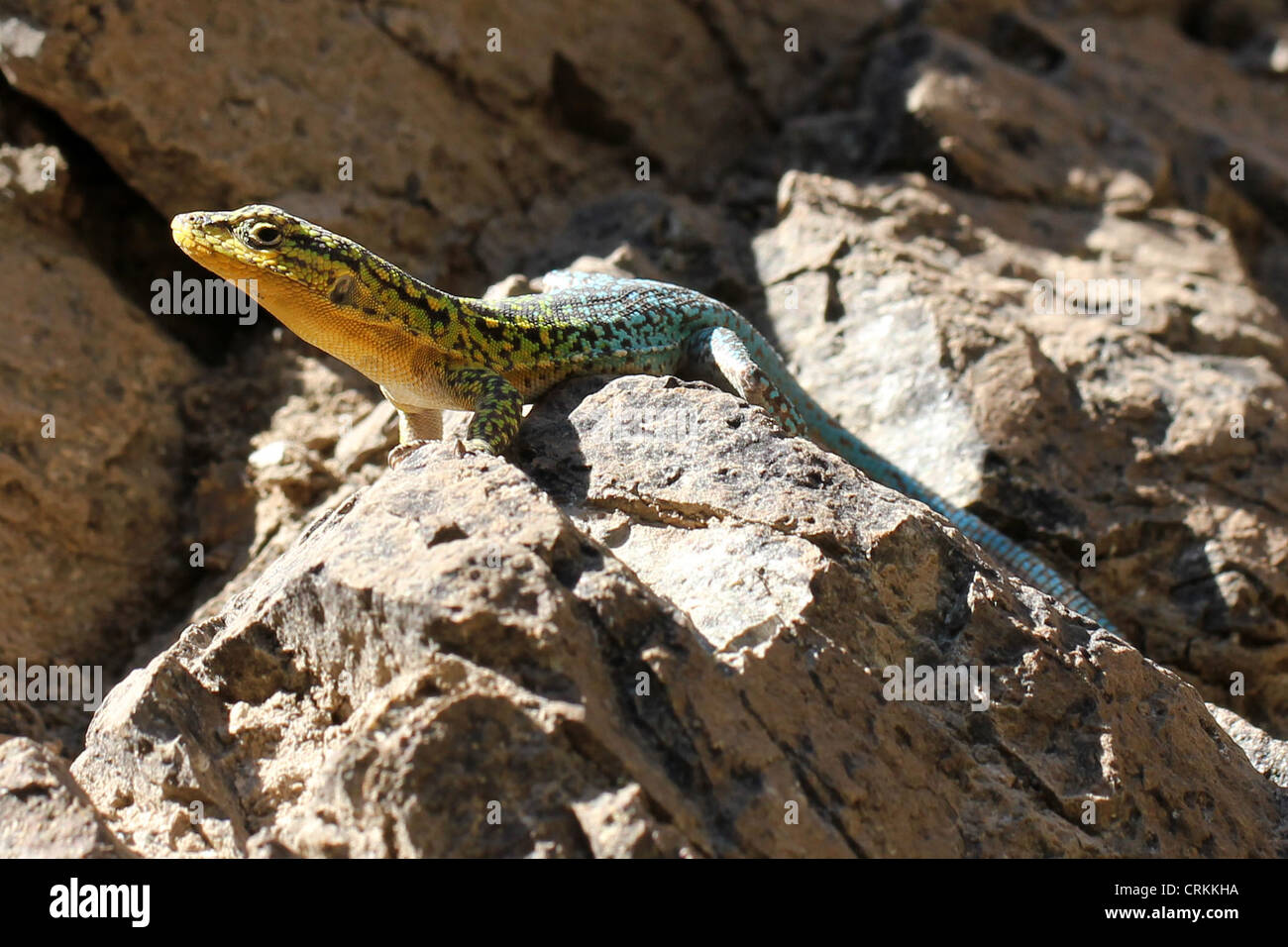 Liolaemus tenuis hi-res stock photography and images - Alamy