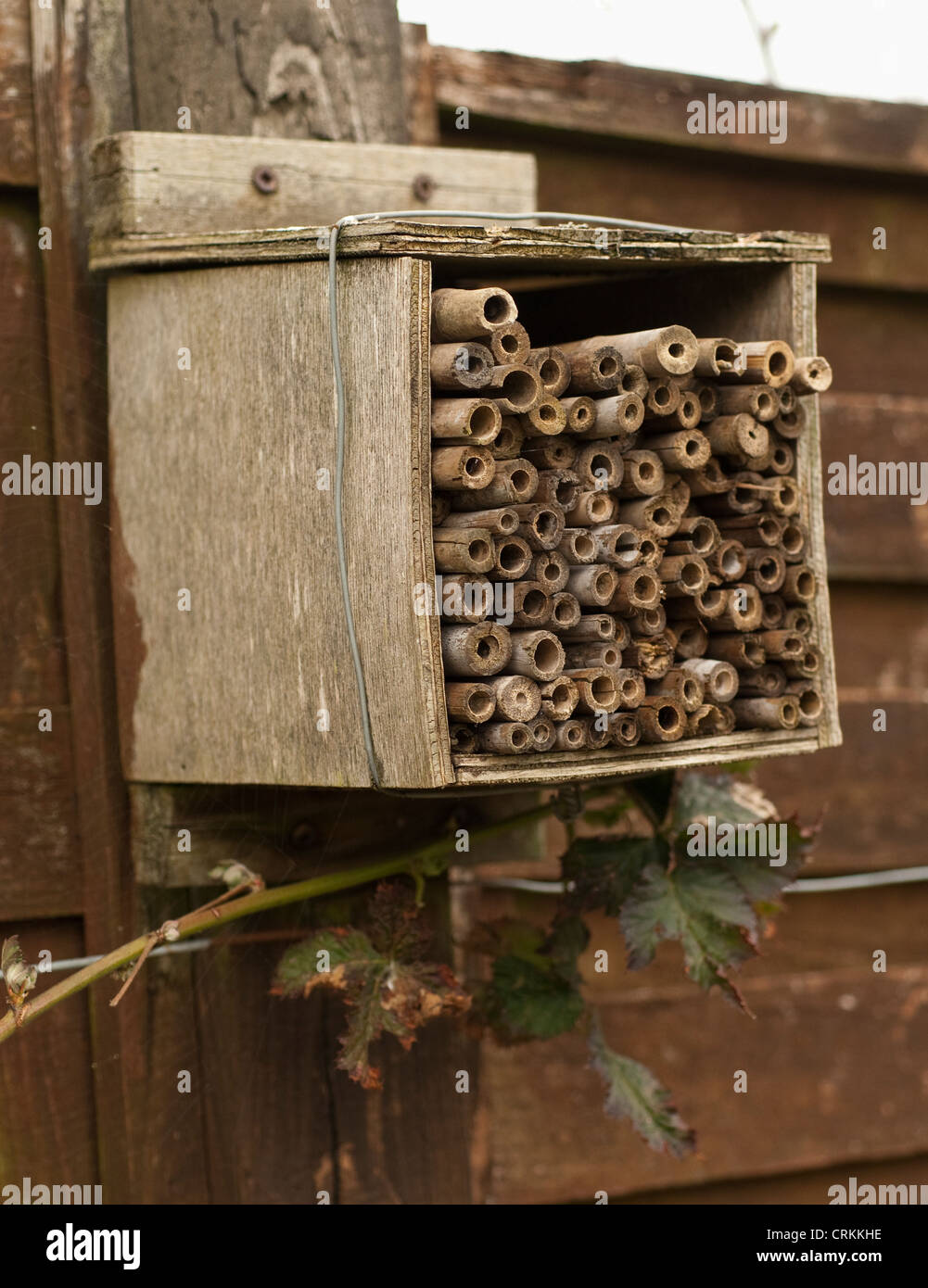 Bamboo preservation hi-res stock photography and images - Alamy