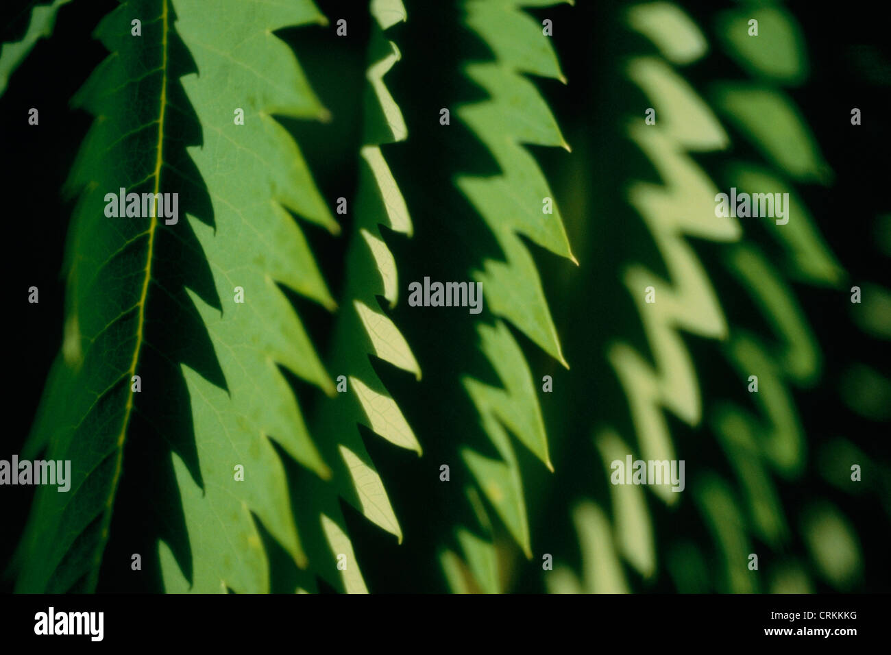 Melianthus major, Honey bush Stock Photo - Alamy