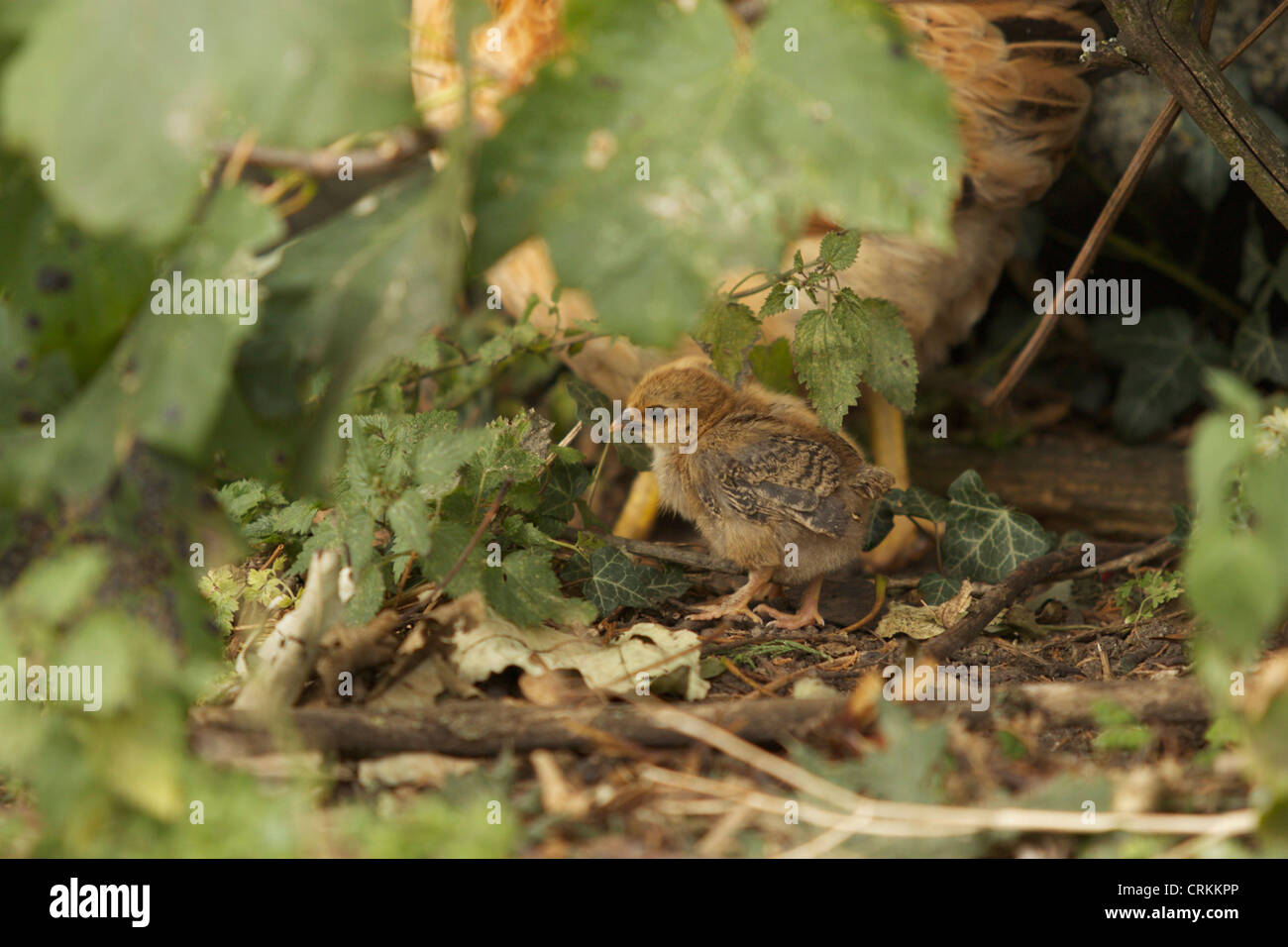 Hedgerow animals hi-res stock photography and images - Alamy