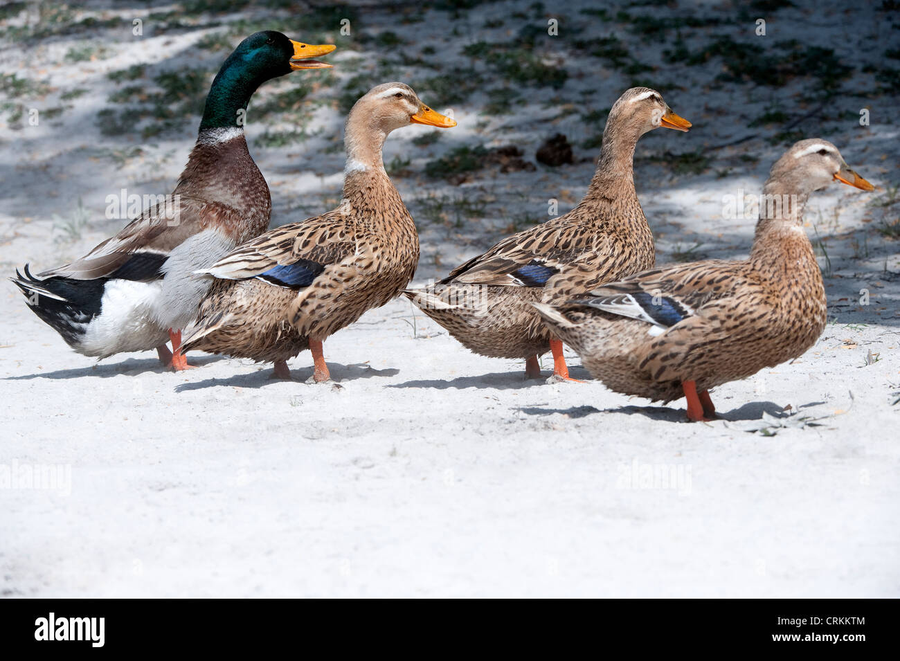 Domestic duck walking in volcanic ash Lago Traful shore Road 65 Nahuel ...