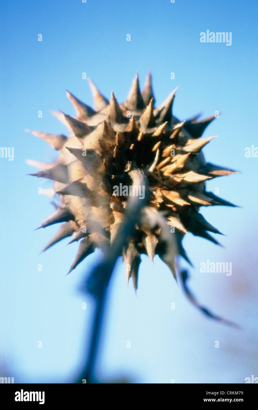Cynara cardunculus sky hi-res stock photography and images - Alamy
