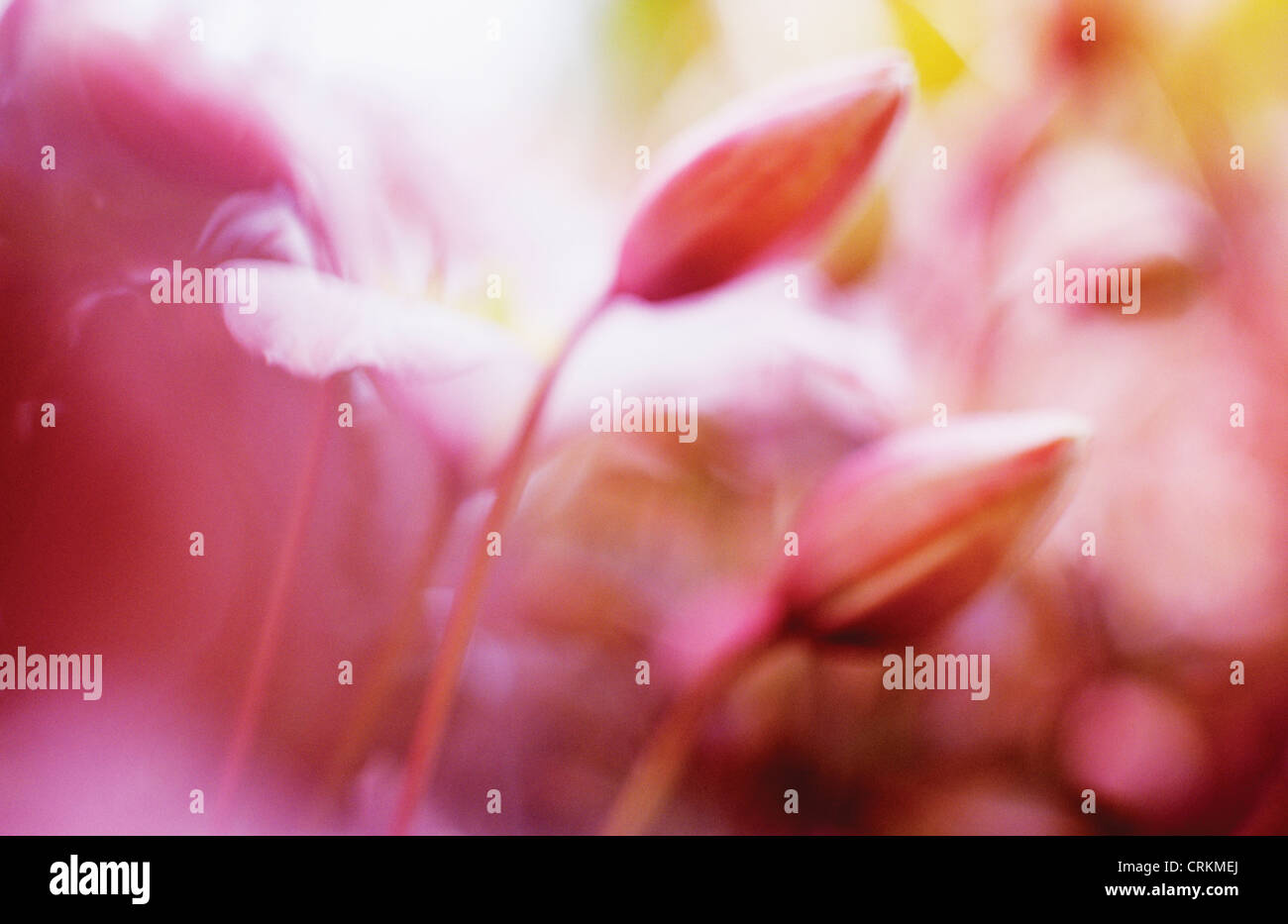 Clematis montana 'Elizabeth', Clematis Stock Photo - Alamy