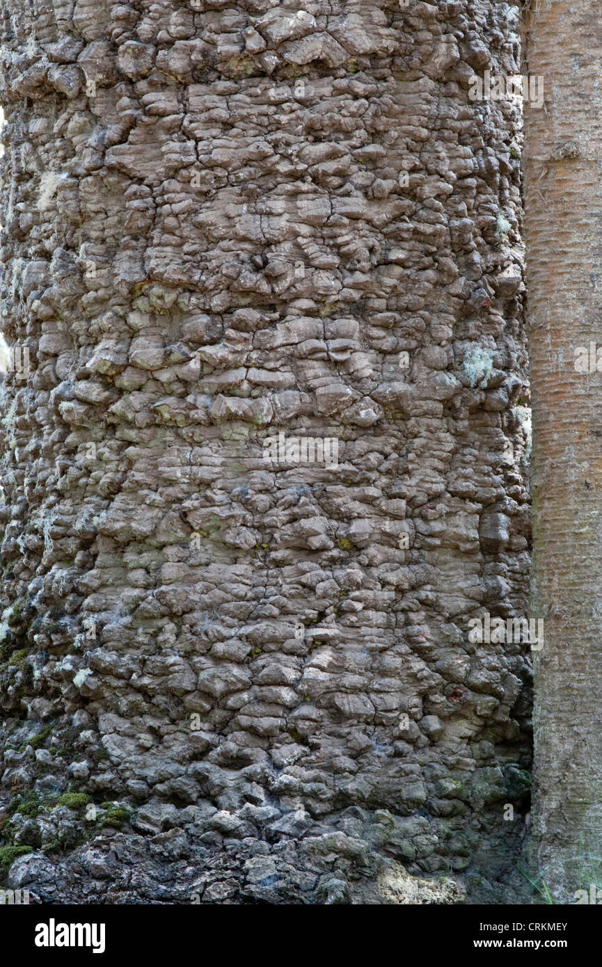 Mature Monkey Puzzle Tree Trees High Resolution Stock Photography and ...