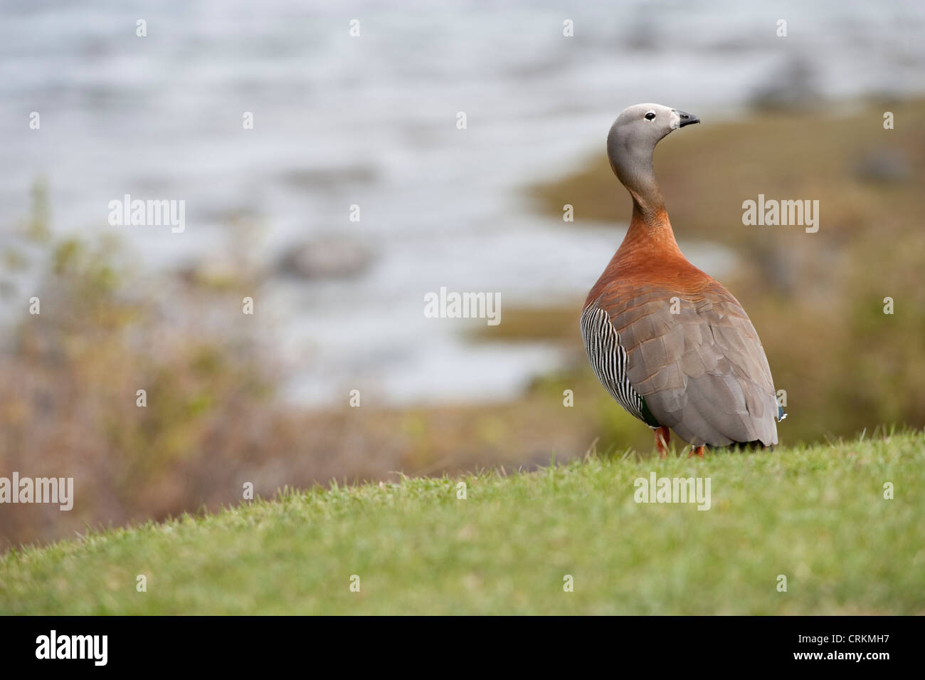 Ashy-headed Goose (Chloephaga poliocephala) adult, standing on lake ...