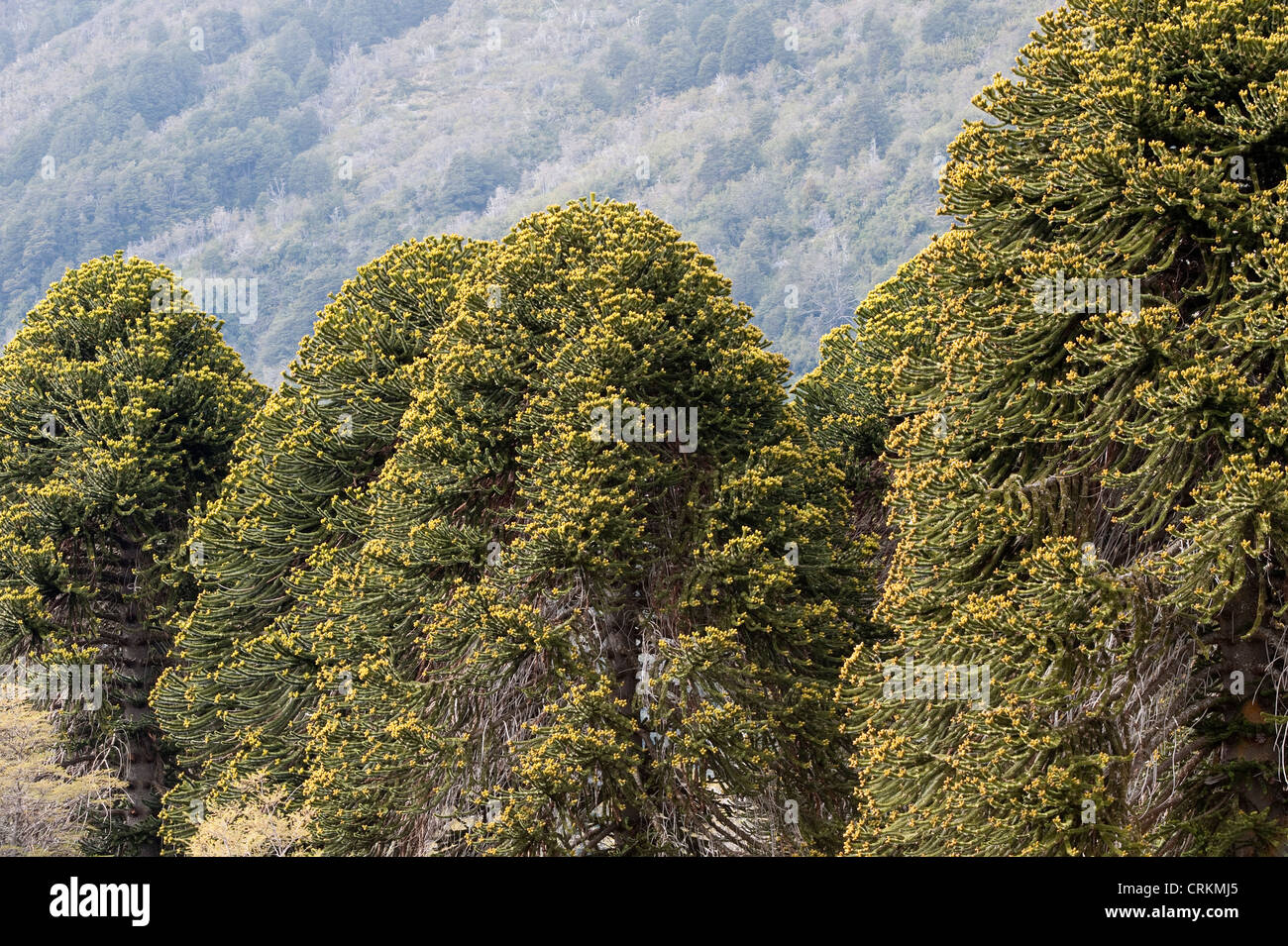 Monkey Puzzle trees (Araucaria araucana) with male and female flowering ...