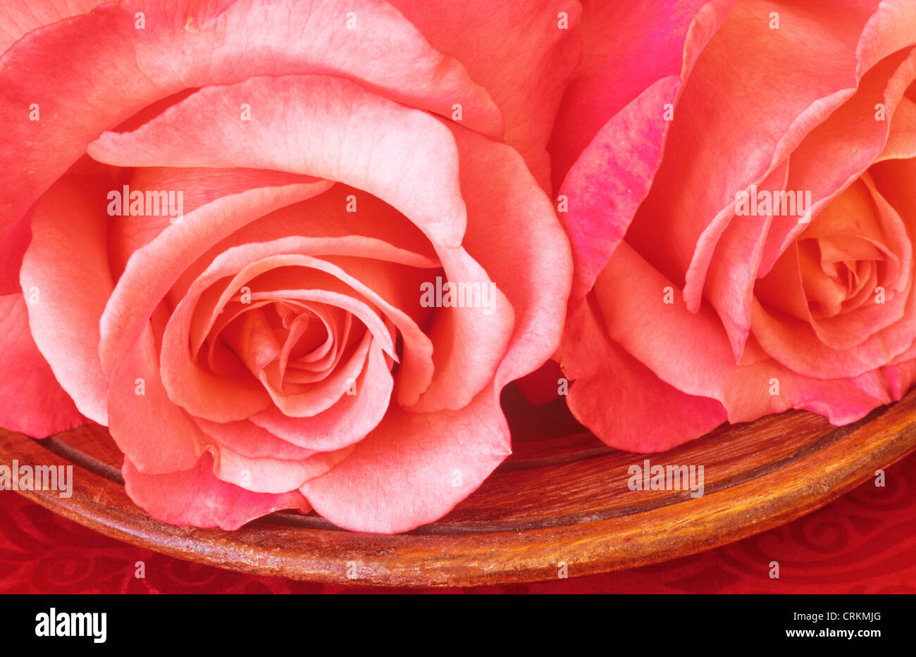 Lady Rose High Resolution Stock Photography and Images - Alamy