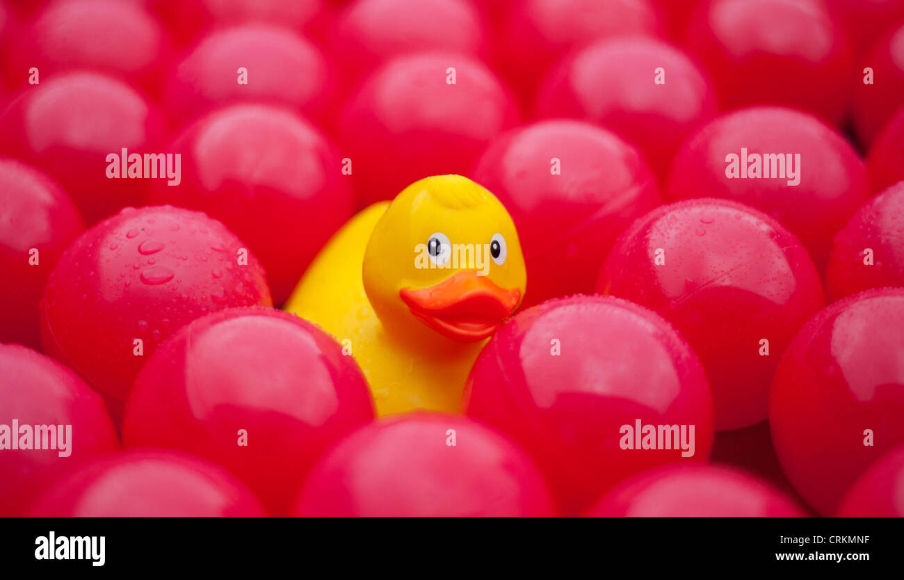 Rubber Duck Floating Between Red Balls Stock Photo - Alamy