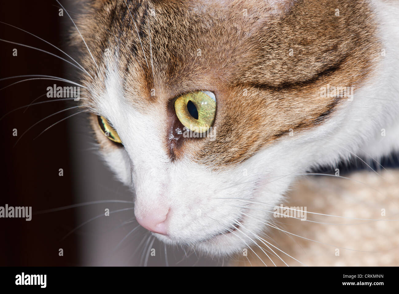 Nixie the cat looking to the left and thinking Stock Photo - Alamy