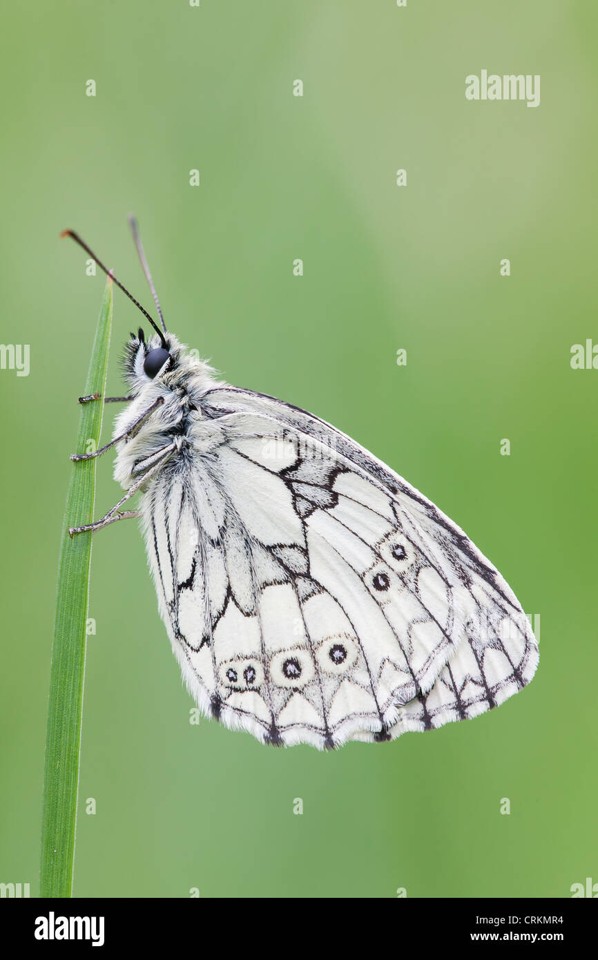 Marble White Butterfly (Melanargia galathea) at rest Stock Photo - Alamy