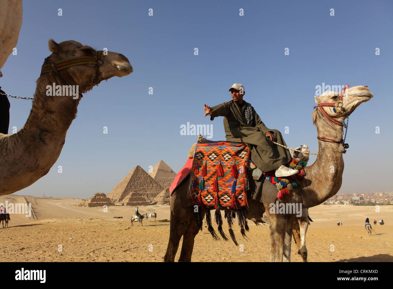 Camel at Pyramid complex at Giza, Egypt Stock Photo - Alamy