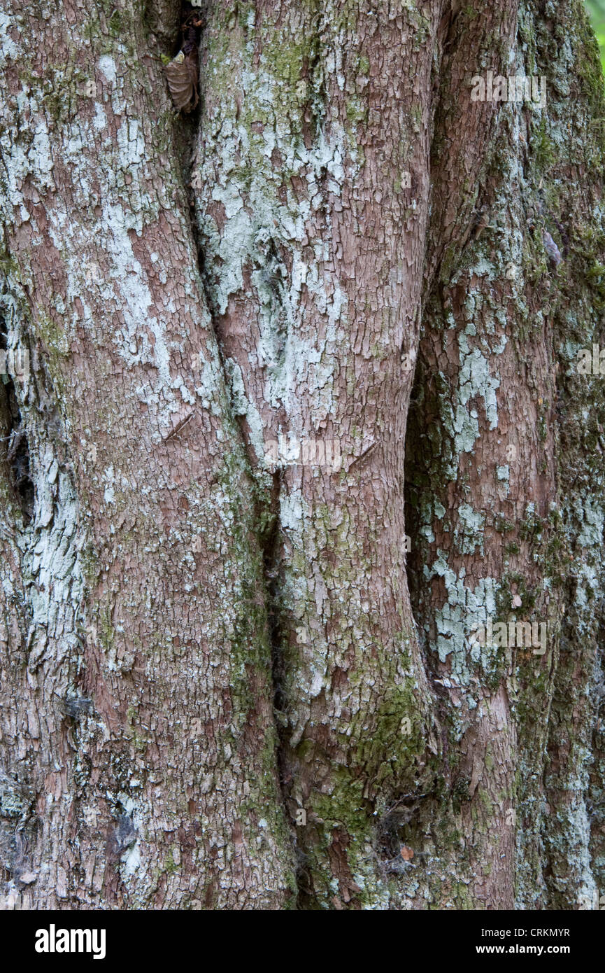 Pitras hi-res stock photography and images - Alamy