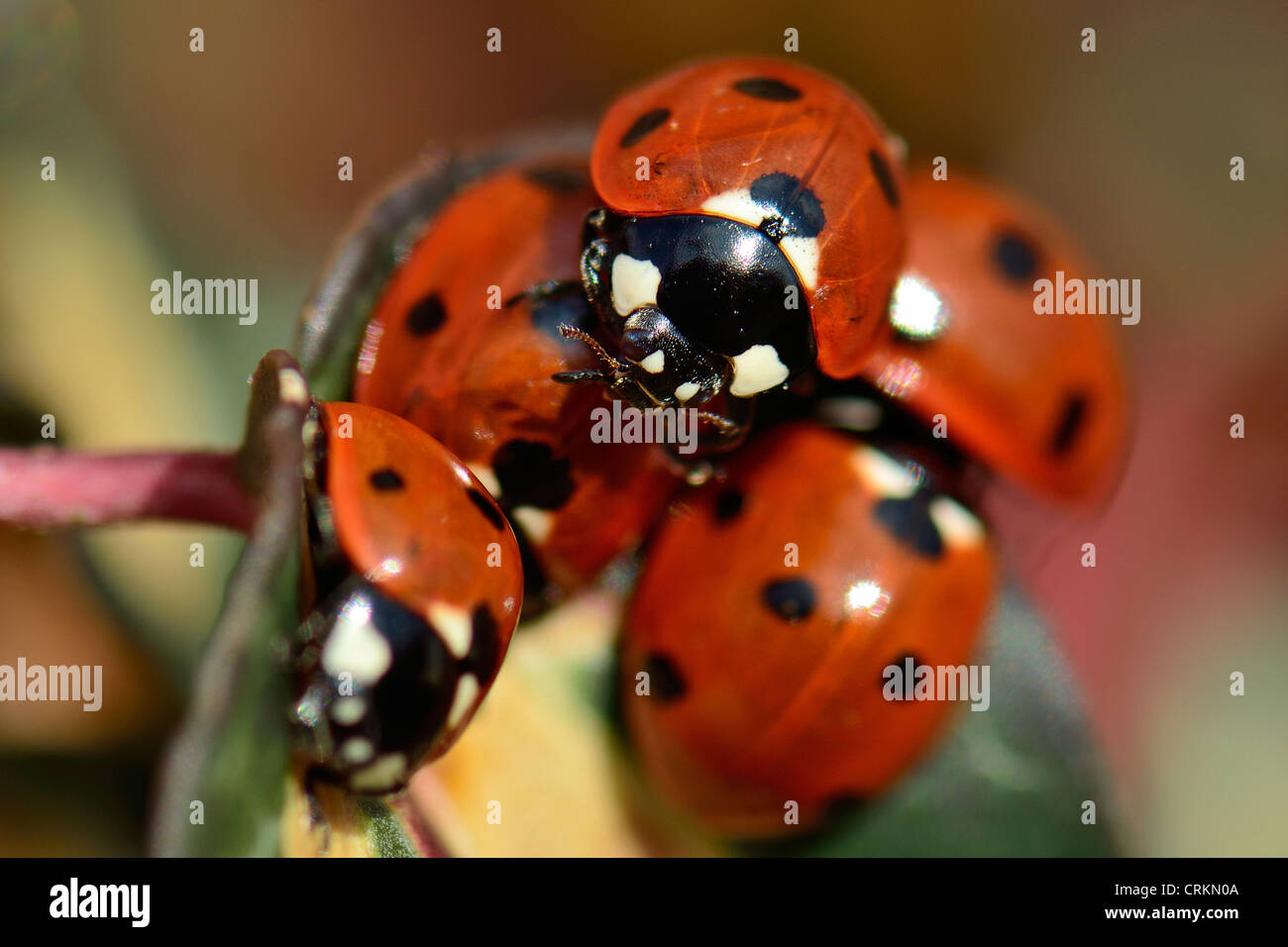 Ladybirds hi-res stock photography and images - Alamy