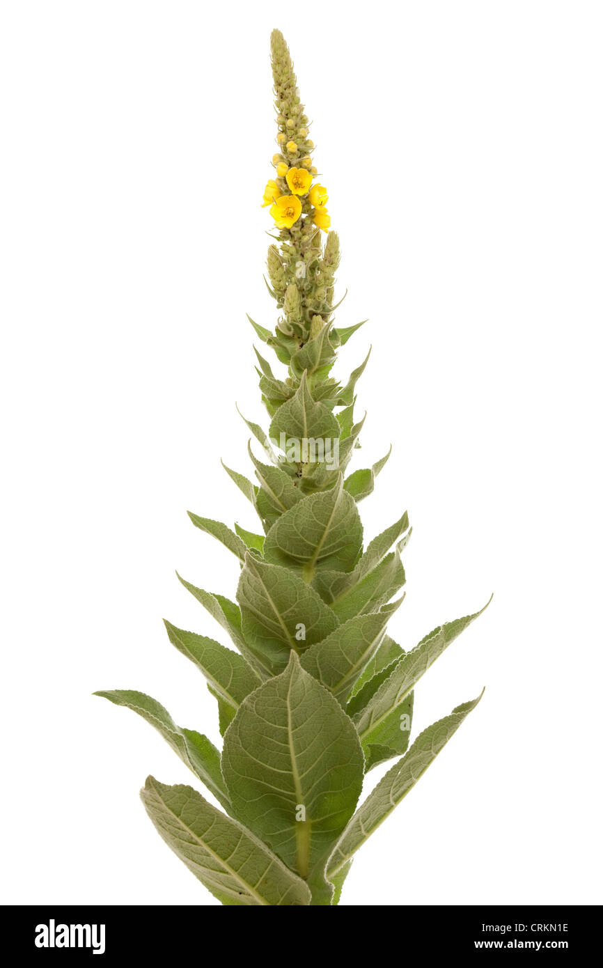 big mullein with yellow flowers on white background Stock Photo - Alamy