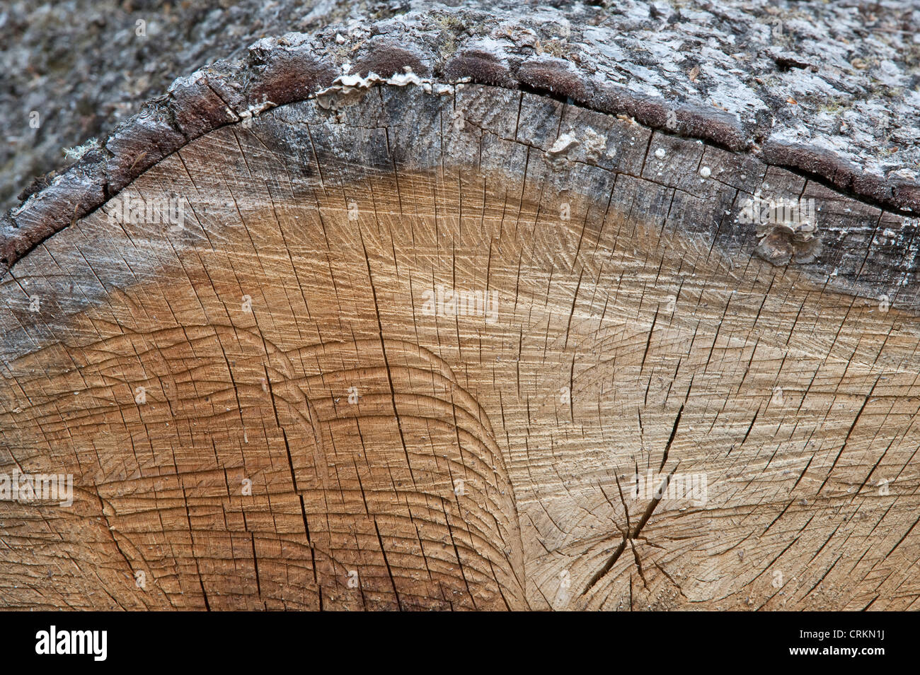 Tree cross section oak hi-res stock photography and images - Alamy
