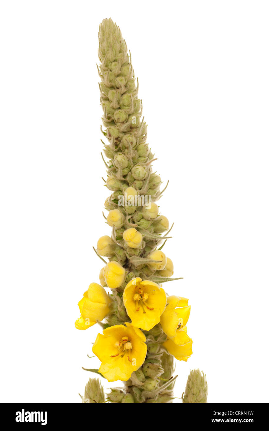 top mullein with yellow flowers on white background Stock Photo - Alamy