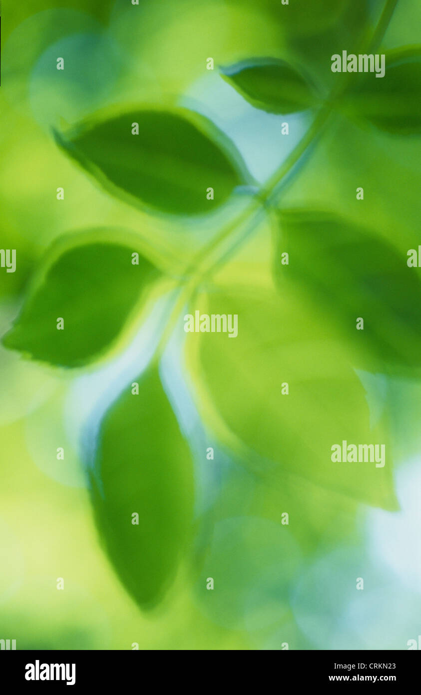 Large ash tree fraxinus hi-res stock photography and images - Alamy