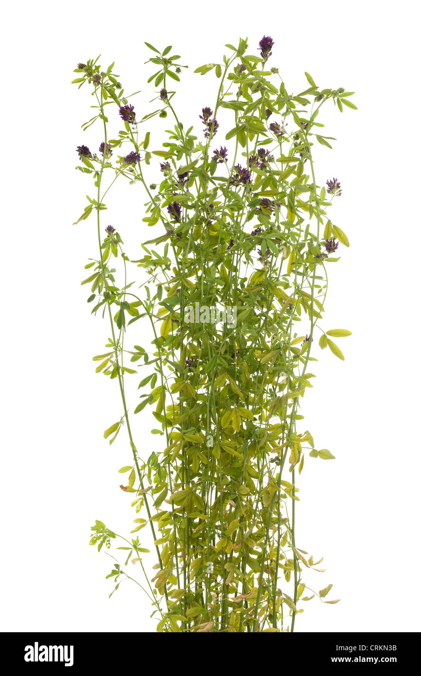 flower lucerne (Medicago sativa) on white background Stock Photo - Alamy