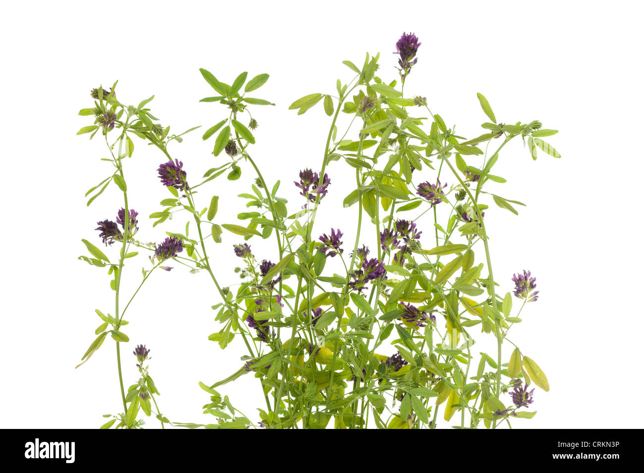 flower lucerne (Medicago sativa) on white background Stock Photo - Alamy