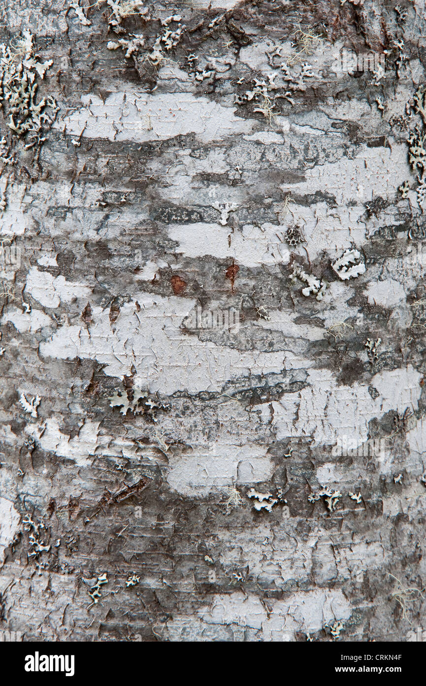 Roble beech (nothofagus obliqua) hi-res stock photography and images ...