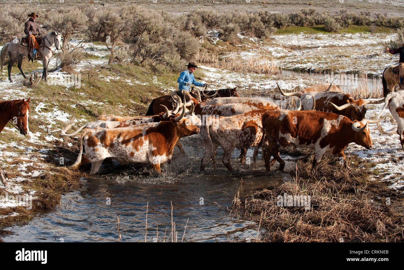 Cowboys Herding Cattle Stock Photos & Cowboys Herding Cattle Stock ...