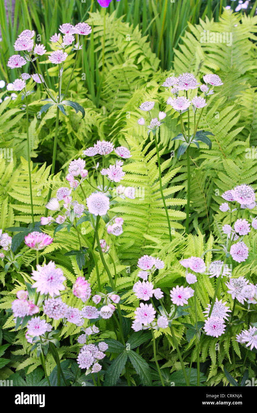 Fresh flowering plants in a garden Stock Photo - Alamy