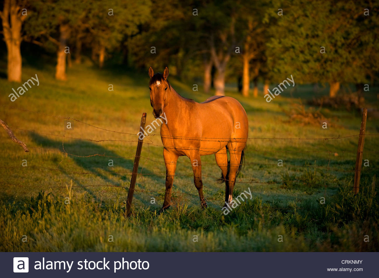 Dun Colored Stock Photos & Dun Colored Stock Images - Alamy