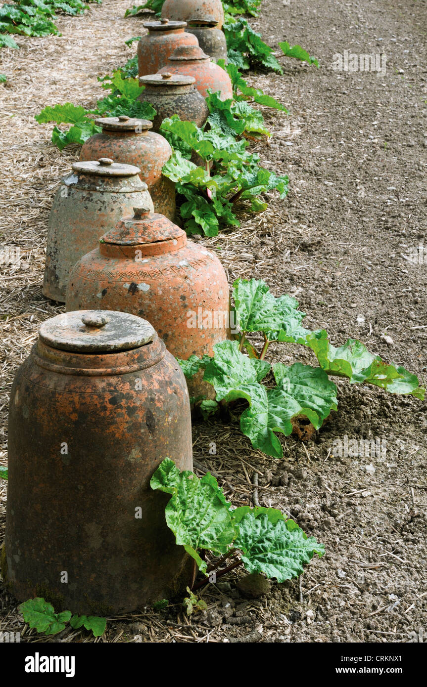 Rheum x hybridum 'Timperley Early', Rhubarb growing in a row of ...