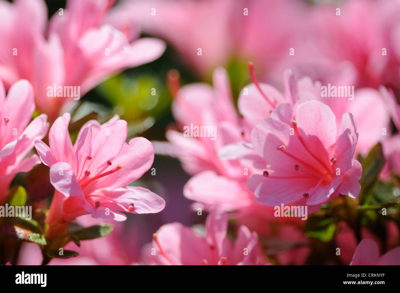 Azalea rhododendron rhododendron hi-res stock photography and images ...