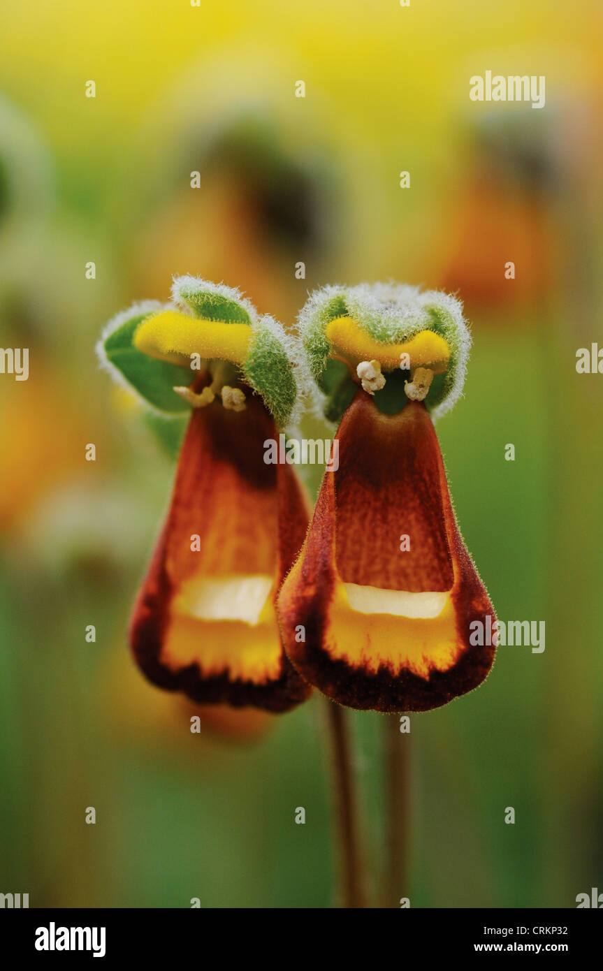 Slipper flower hi-res stock photography and images - Alamy