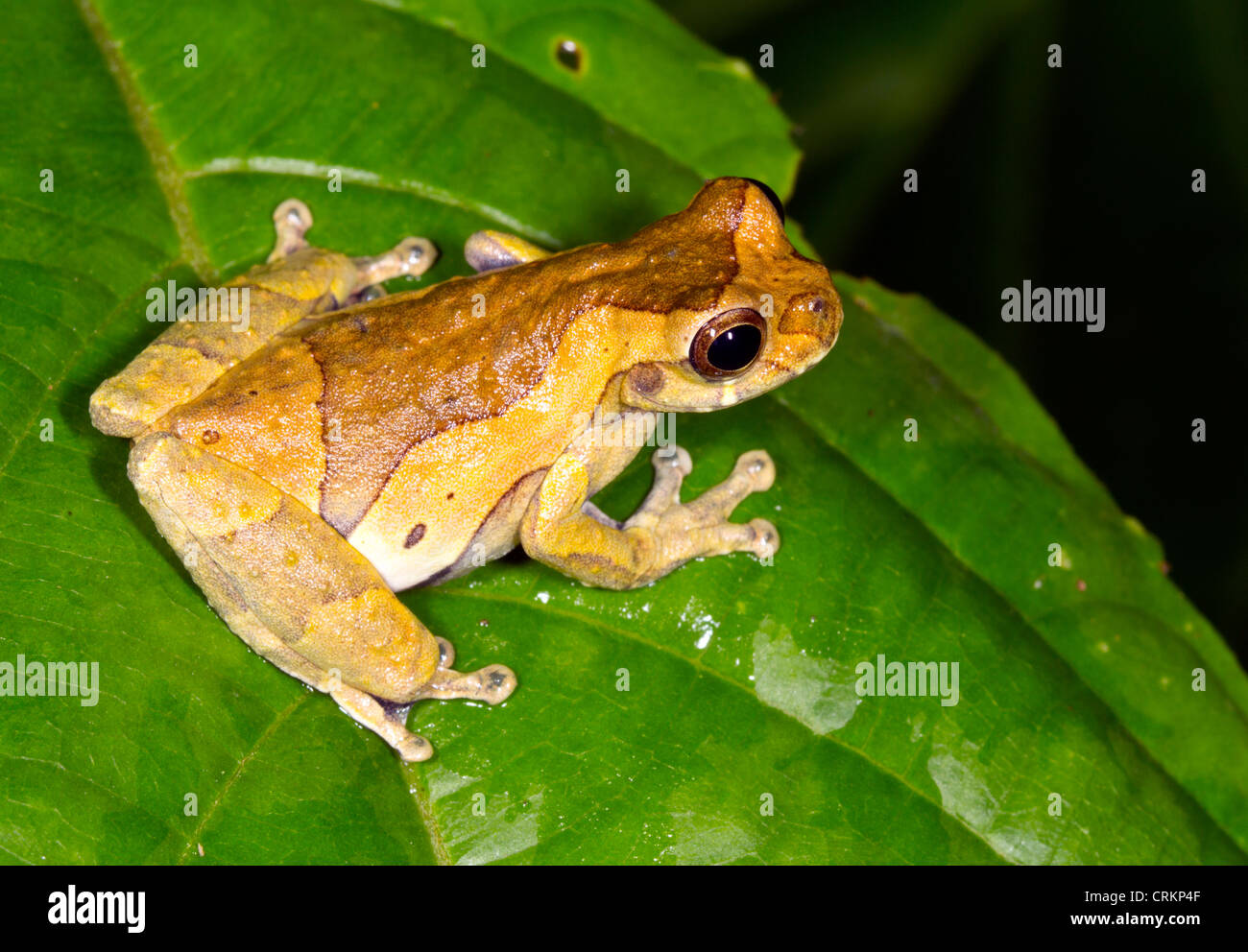 Short-headed Treefrog (Dendropsophus parviceps). A female distended ...