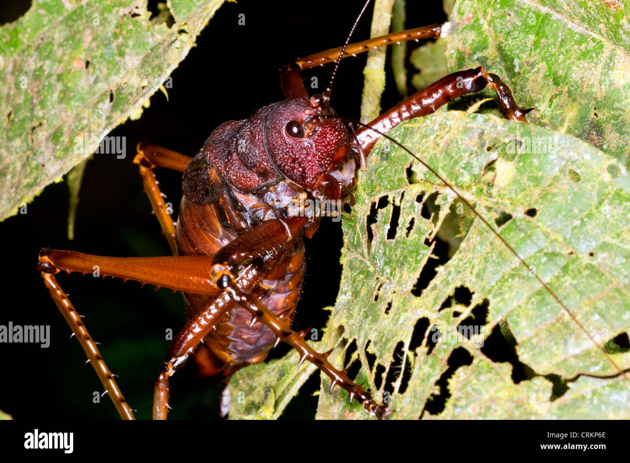 A very large and spiny bush cricket in the rainforest understory ...