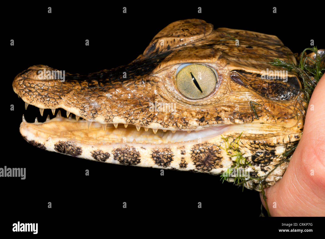 Dwarf Caiman (Palaeosuchus trigonatus) In rainforest, eastern Ecuador ...