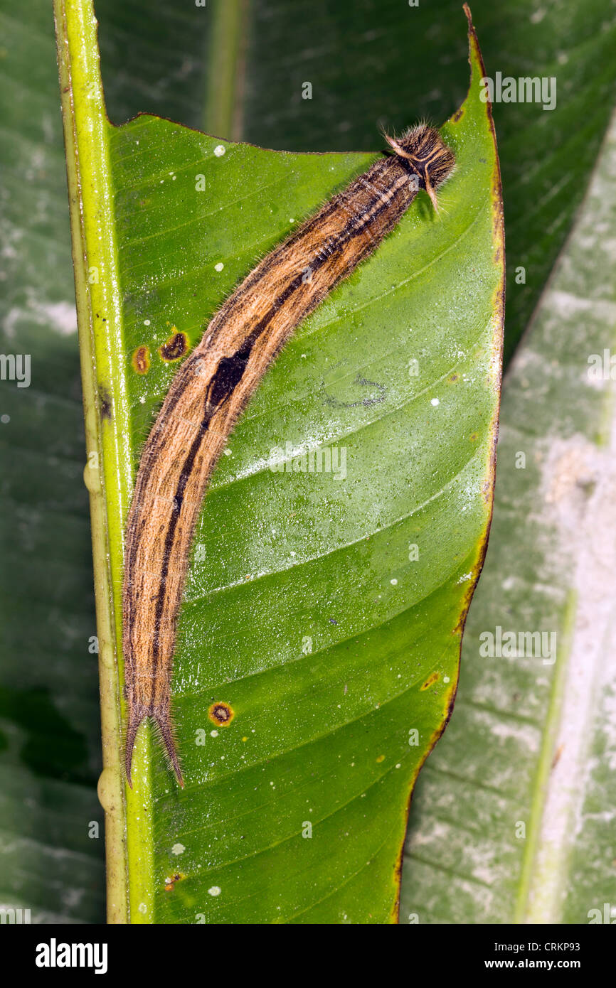 Owl butterfly (Caligo sp.) larva, feeding on a Heliconia leaf in ...