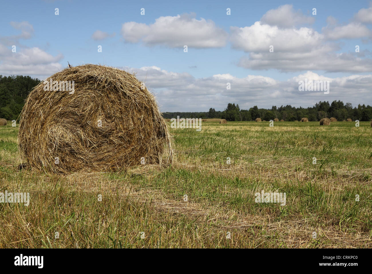 Russian meadow with hays on the sunny day in the middle of summer Stock ...