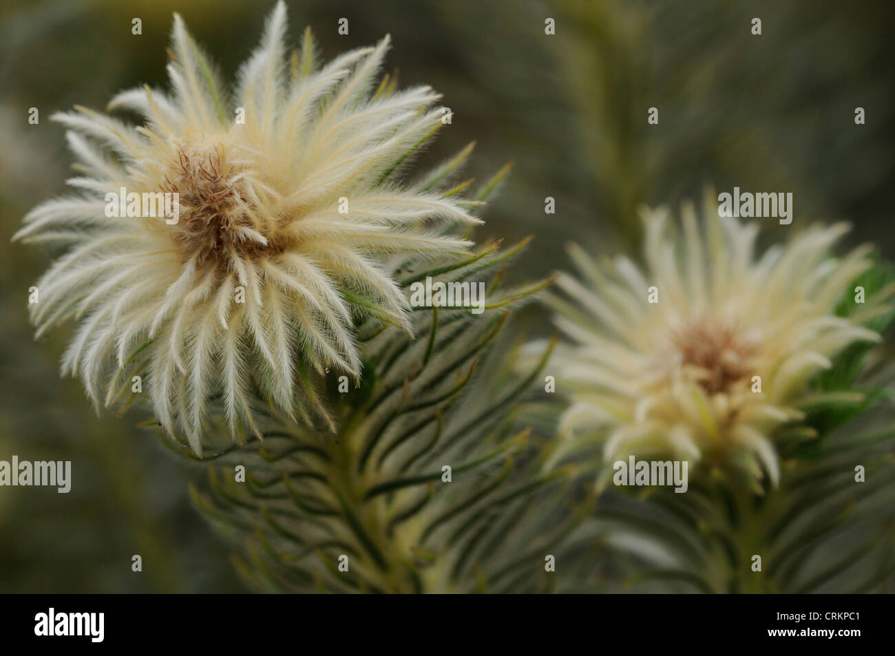 Phylica pubescens featherhead hi-res stock photography and images - Alamy