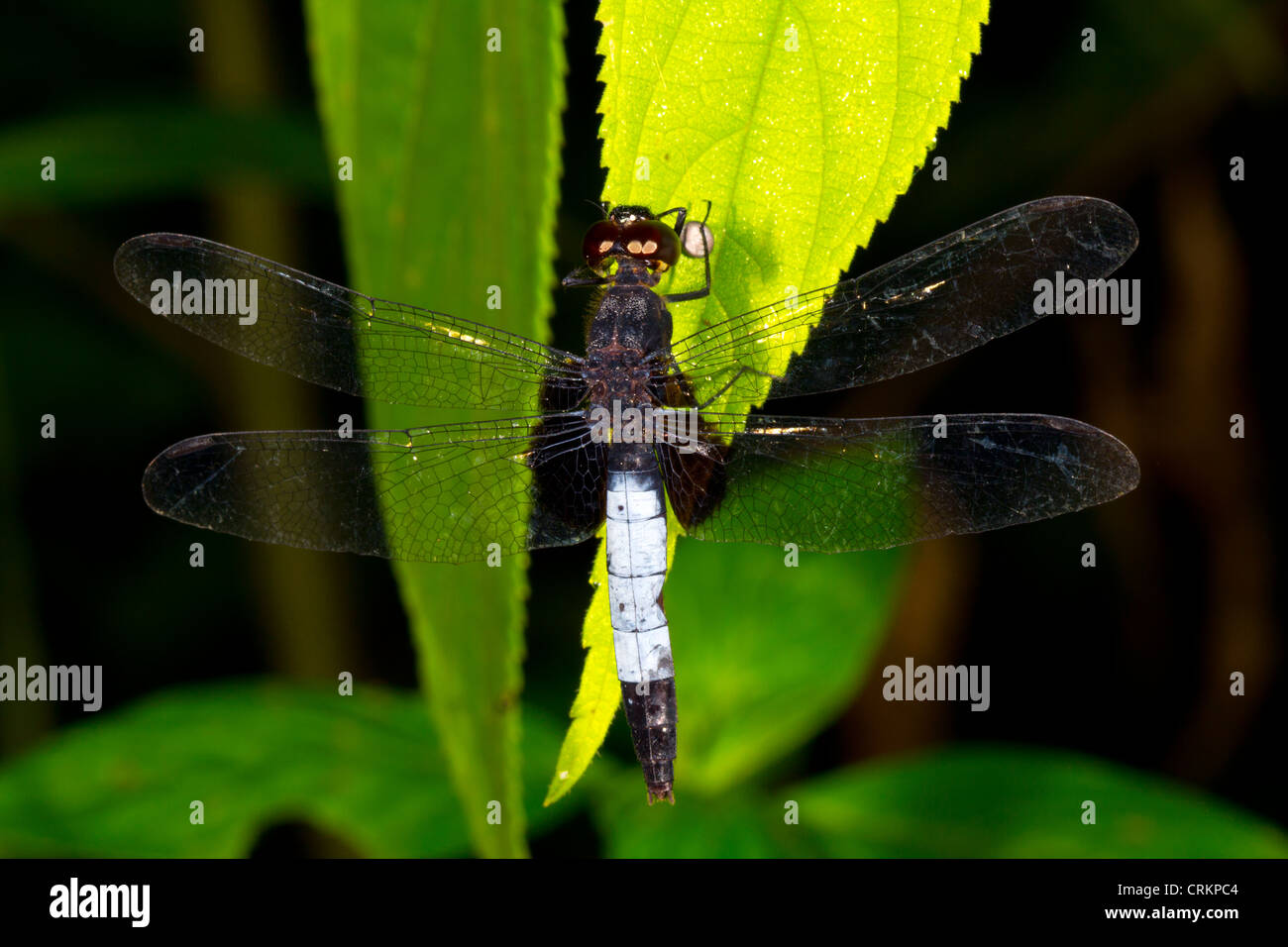 Dragonfly fauna hi-res stock photography and images - Alamy