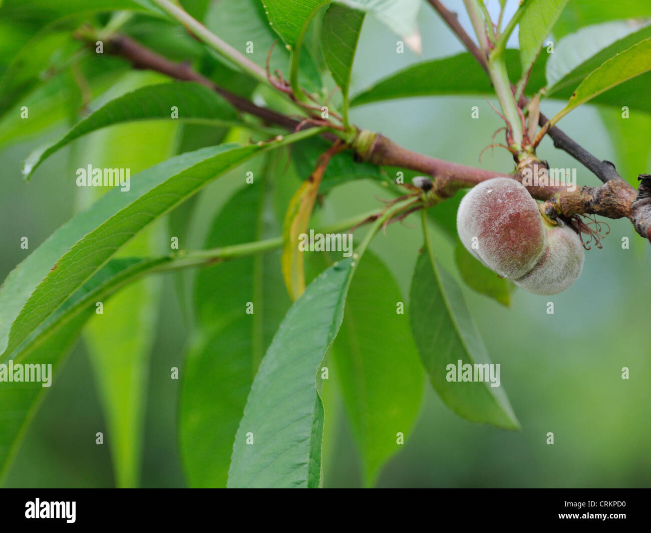 Prunus persica 'Stark Saturn', Peach Stock Photo - Alamy