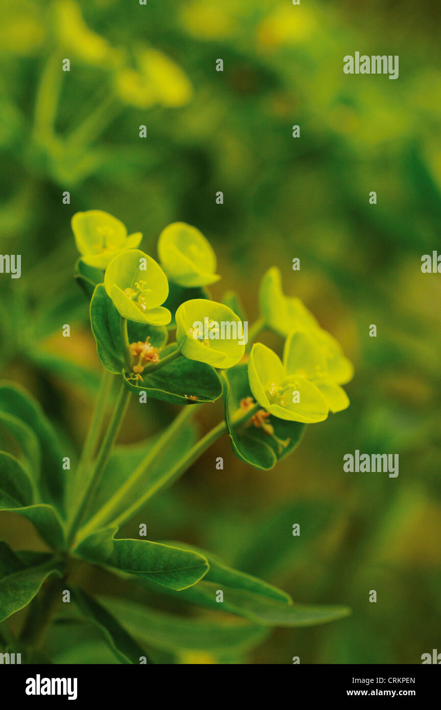 Euphorbia dendroides, Euphorbia, Spurge Stock Photo - Alamy