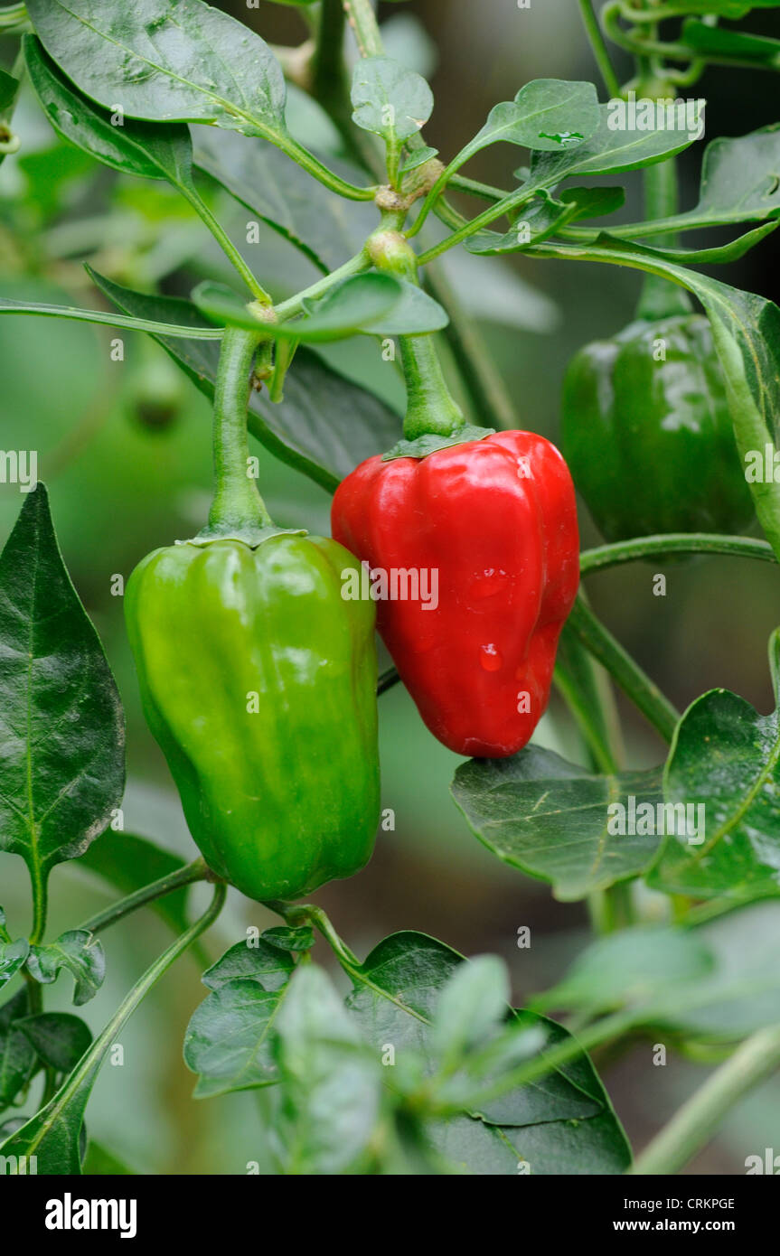 Capsicum annuum hi-res stock photography and images - Alamy