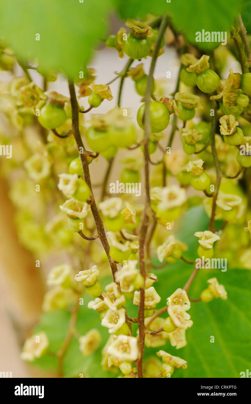 Ribes rubrum, sativum 'Red Lake', Currant, Redcurrant. Unripe green ...