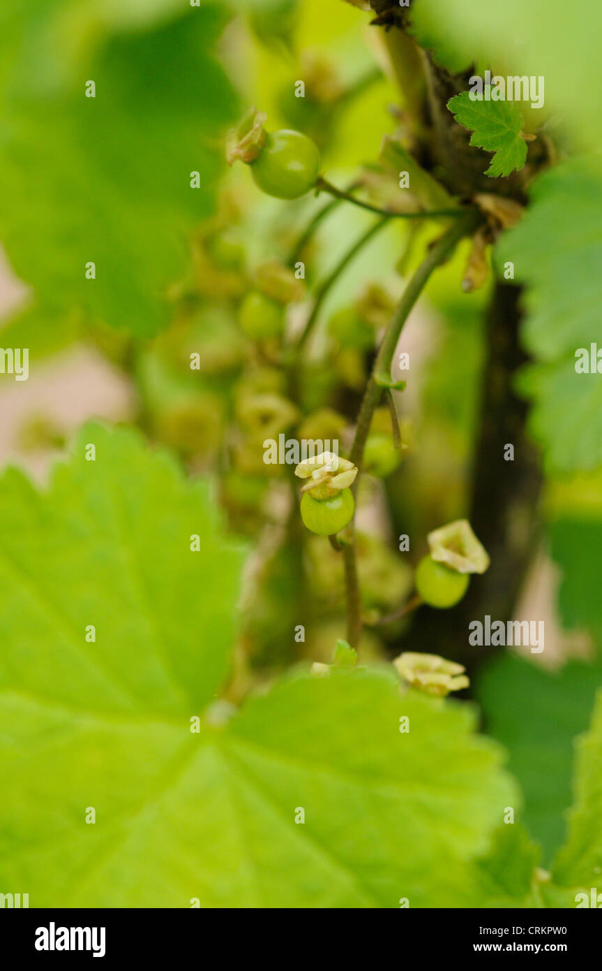 Ribes rubrum, sativum 'Red Lake', Currant, Redcurrant Stock Photo - Alamy