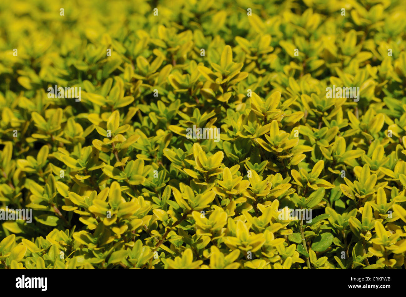 Thymus x citriodorus 'Aurea', Thyme, Golden Lemon thyme Stock Photo - Alamy