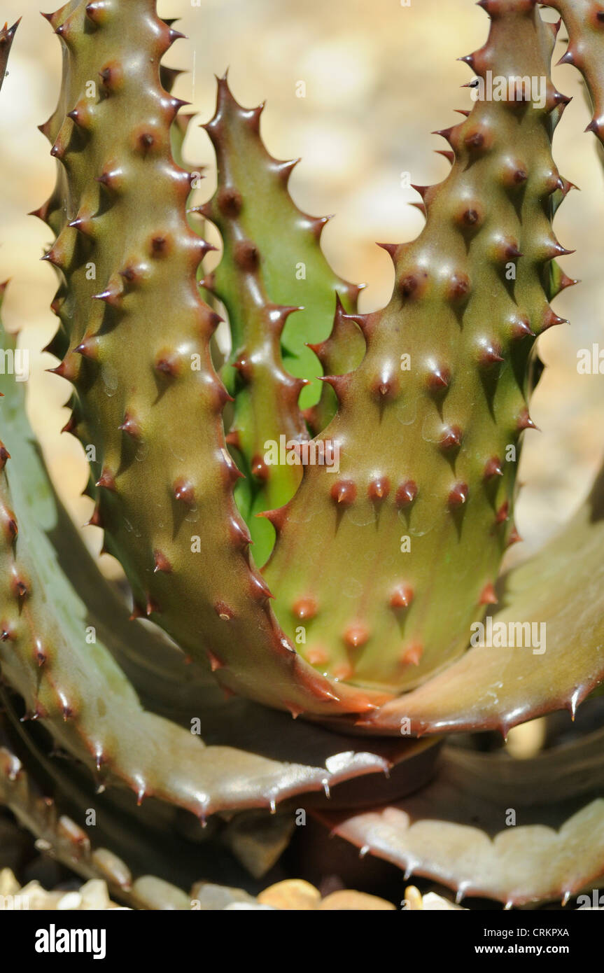 Strange Cactus Stock Photos & Strange Cactus Stock Images - Alamy