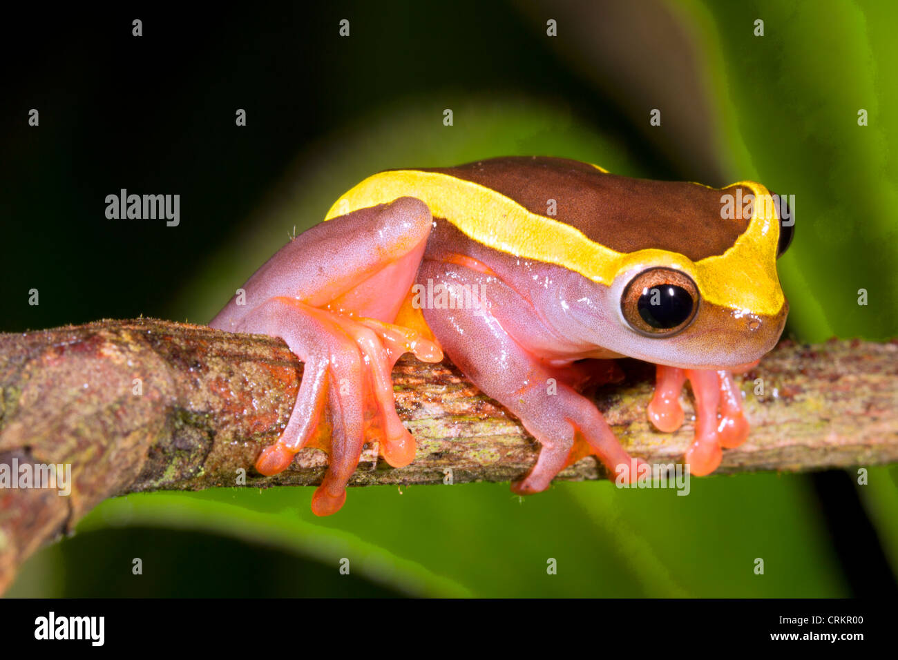 Upper Amazon Treefrog (Dendropsophus bifurcus) Female on a branch over ...
