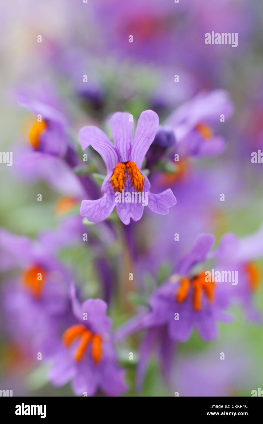 Linaria alpina, Toadflax Stock Photo - Alamy
