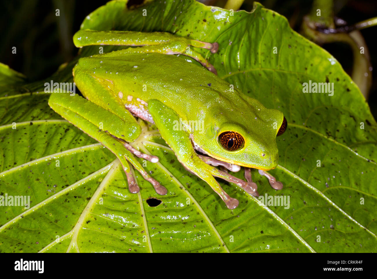 Tarsier Monkey Frog (Phyllomedusa tarsius) in tropical rainforest ...