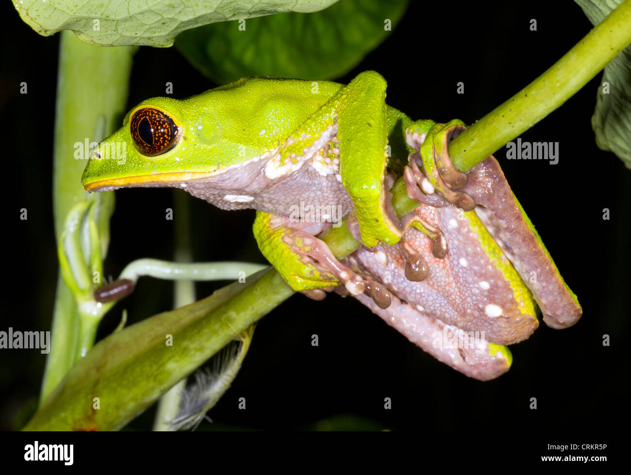 Tarsier Monkey Frog (Phyllomedusa tarsius) in tropical rainforest ...